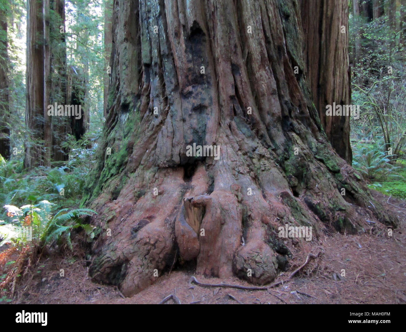 Redwoods in California Stock Photo - Alamy