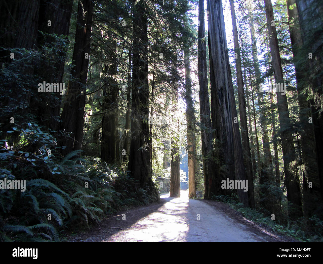 Redwoods in California Stock Photo - Alamy