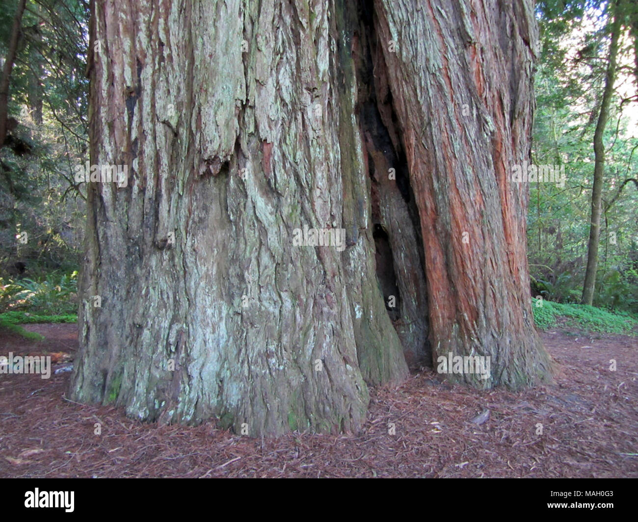 Redwoods in California Stock Photo - Alamy