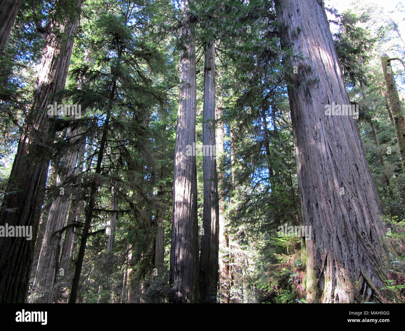 Redwoods in California Stock Photo - Alamy
