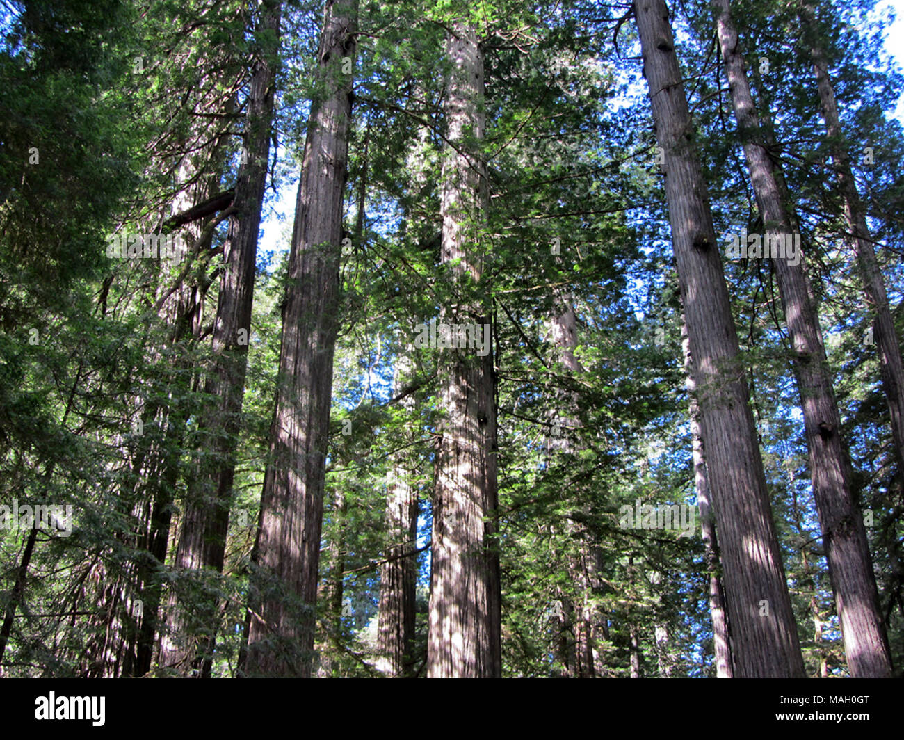 Redwoods in California Stock Photo - Alamy