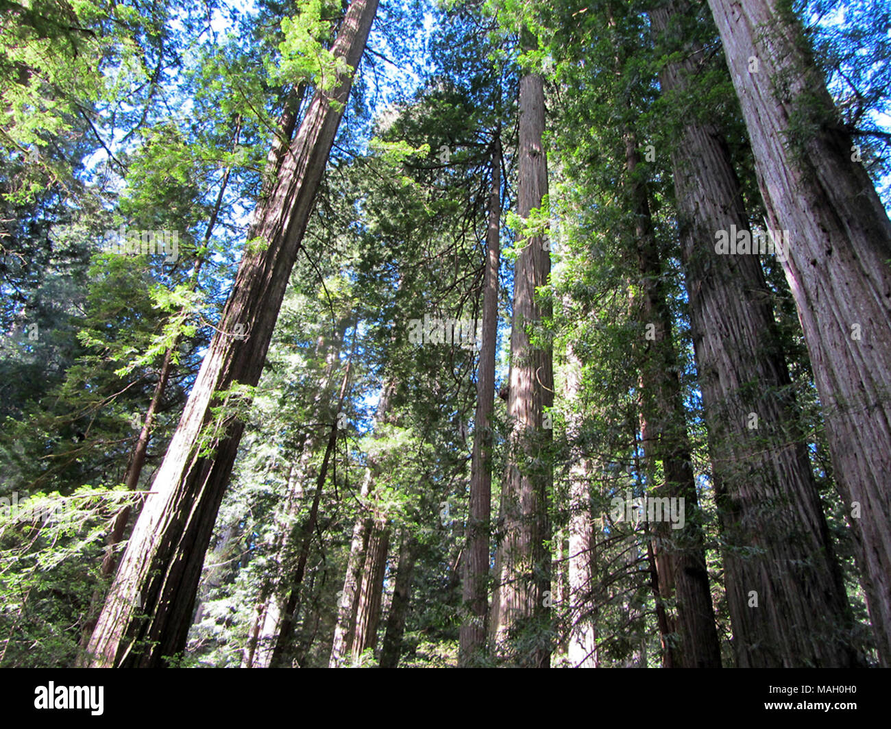 Redwoods in California Stock Photo - Alamy
