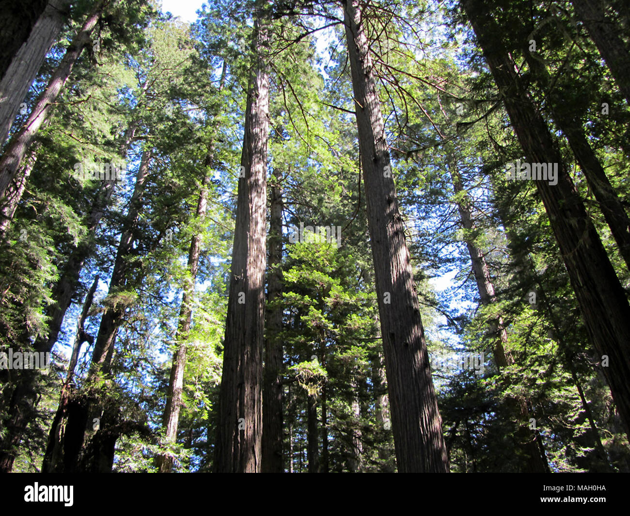 Redwoods in California Stock Photo - Alamy