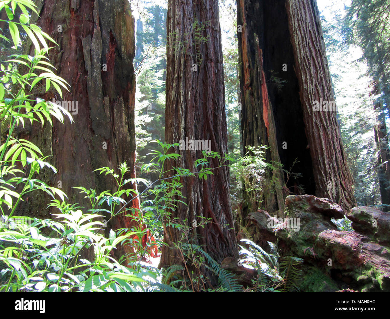 Redwoods in California Stock Photo - Alamy