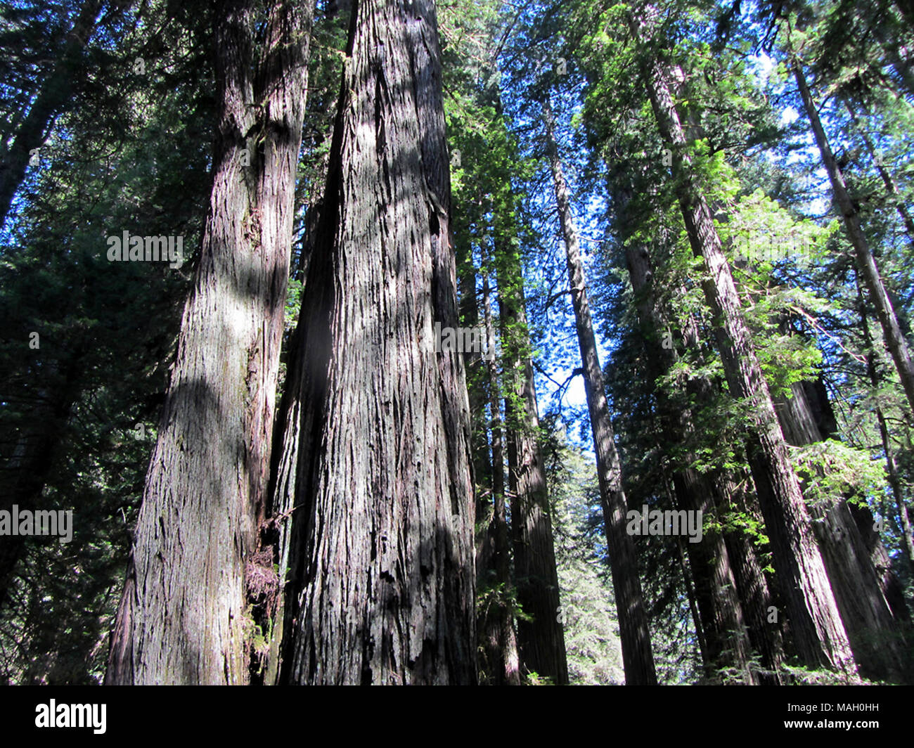 Redwoods in California Stock Photo - Alamy