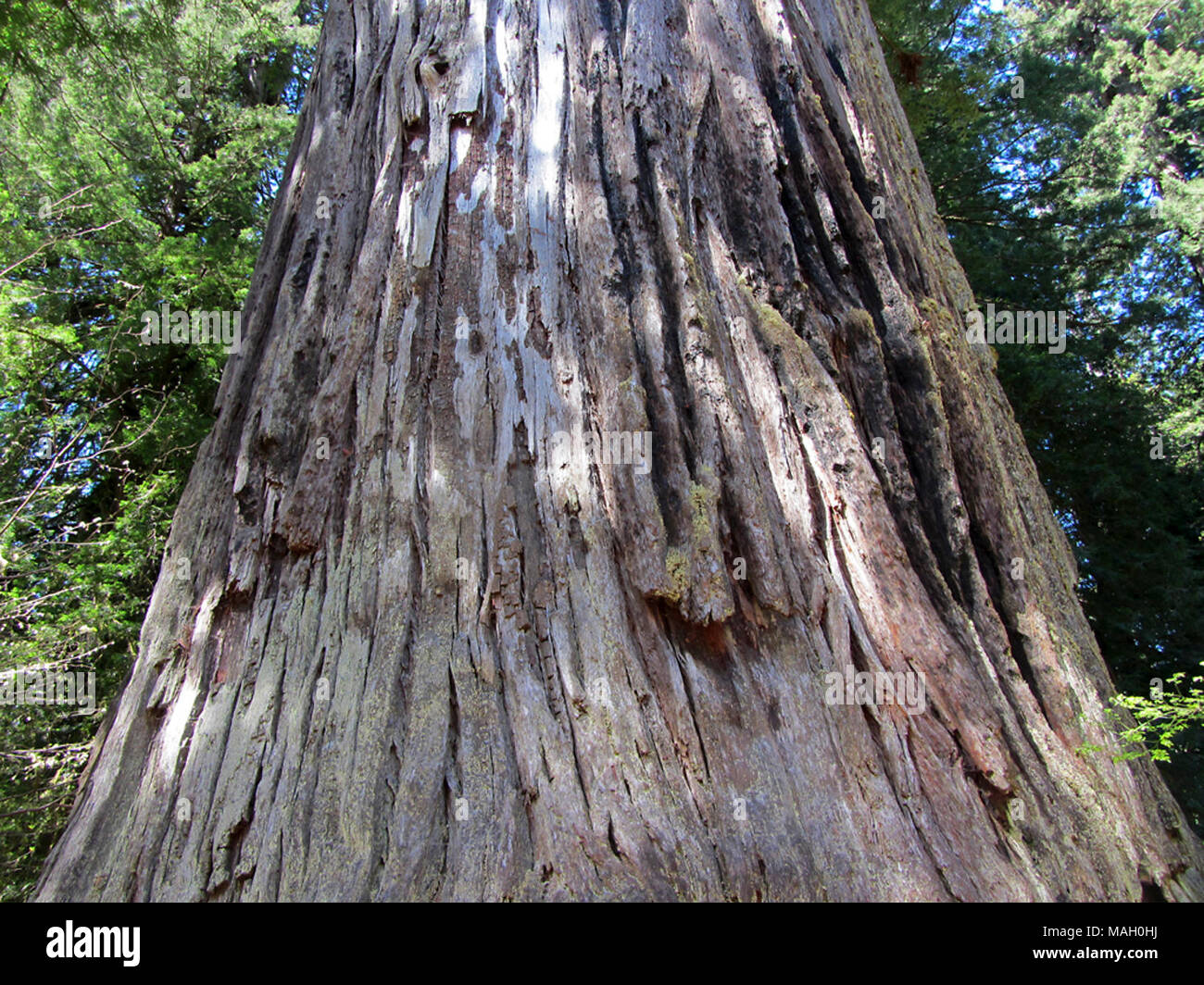 Redwoods in California Stock Photo - Alamy