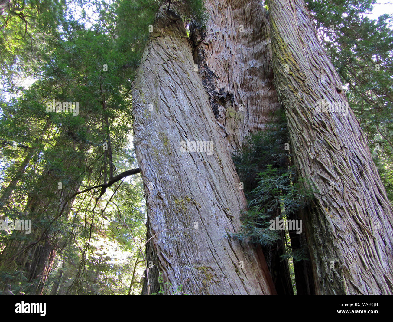 Redwoods in California Stock Photo - Alamy