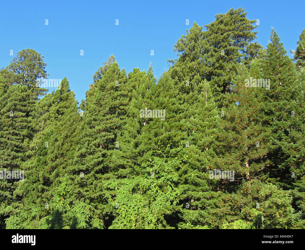Redwoods in California Stock Photo - Alamy