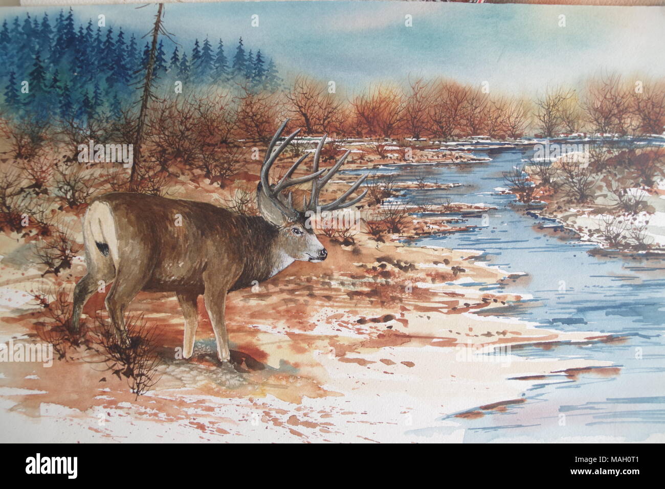 Mule deer buck stream hi-res stock photography and images - Alamy