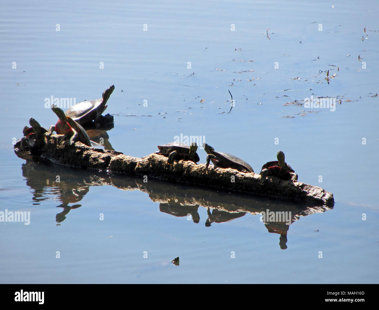 Western Turtles at Steigerwald Lake NWR in WA Stock Photo - Alamy