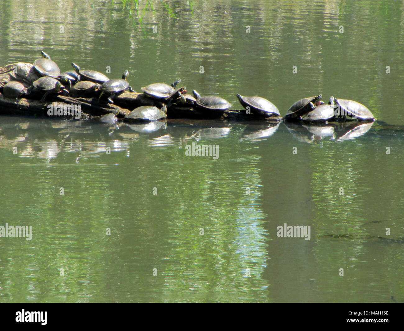Western Turtles at Steigerwald Lake NWR in WA Stock Photo - Alamy