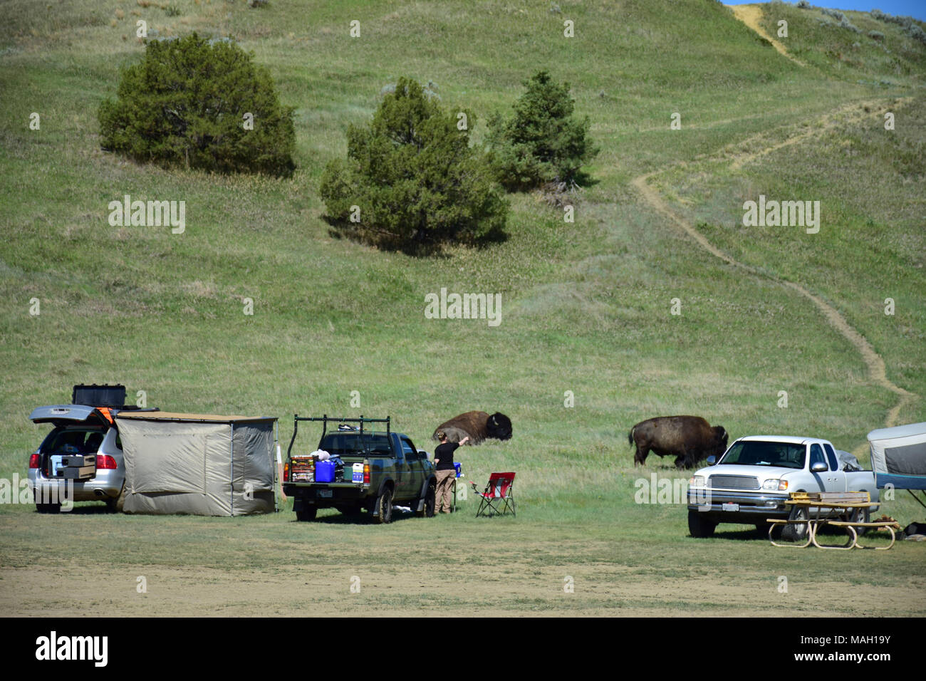 Camping with the wild buffalos in South Dakota's Badlands National Park ...