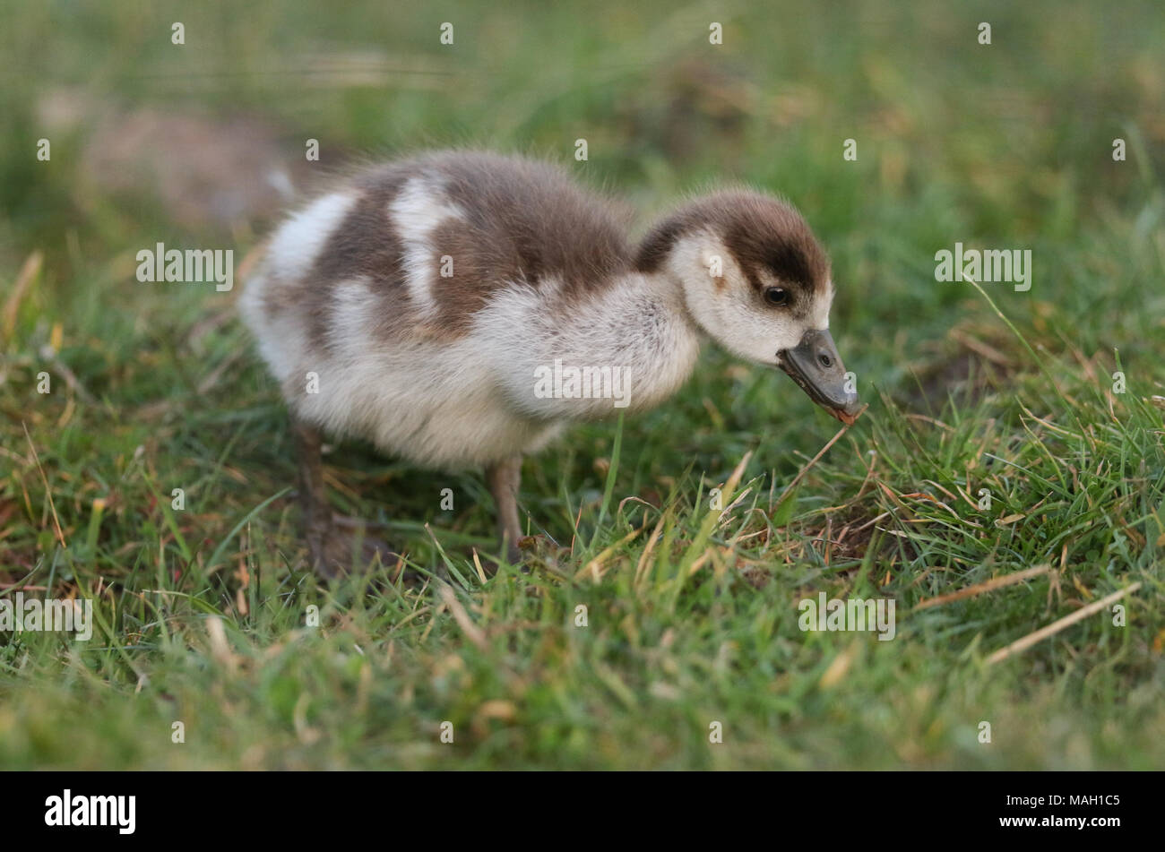 Baby egyptian goose hi-res stock photography and images - Alamy