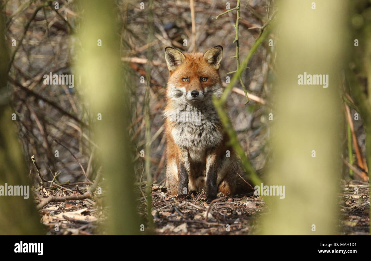 A stunning Red Fox (Vulpes vulpes) hiding behind trees in the undergrowth Stock Photo - Alamy