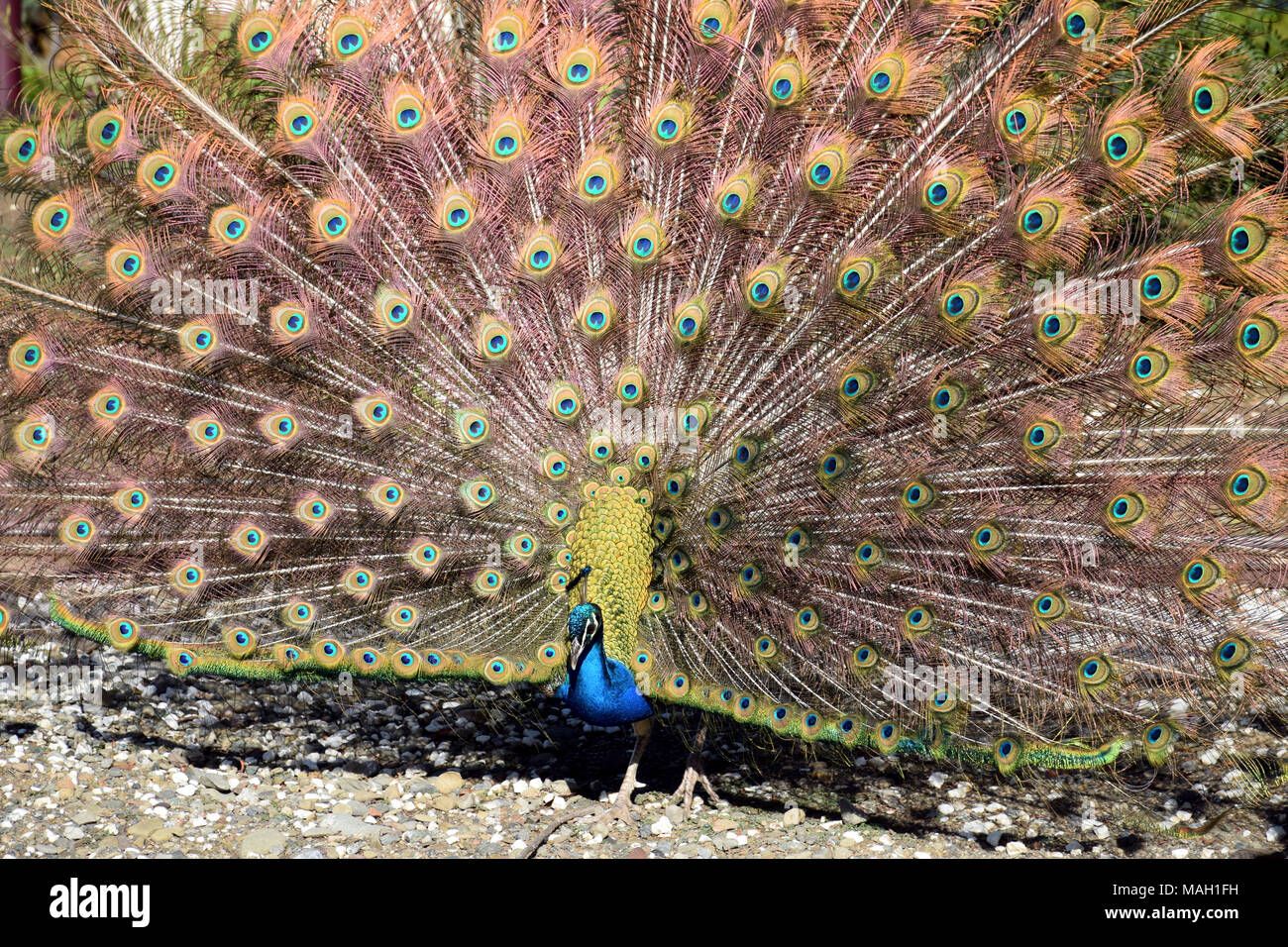 Male coloration hi-res stock photography and images - Alamy