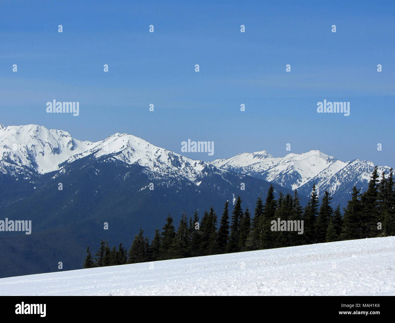 Hurricane Ridge at Olympic NP in WA Stock Photo - Alamy