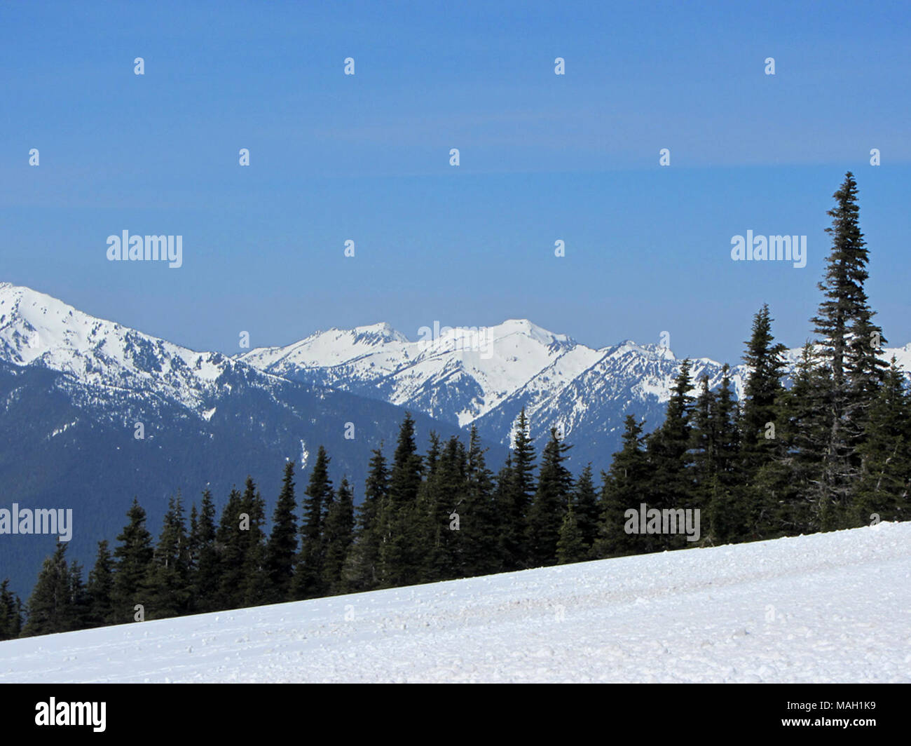 Hurricane Ridge at Olympic NP in WA Stock Photo - Alamy