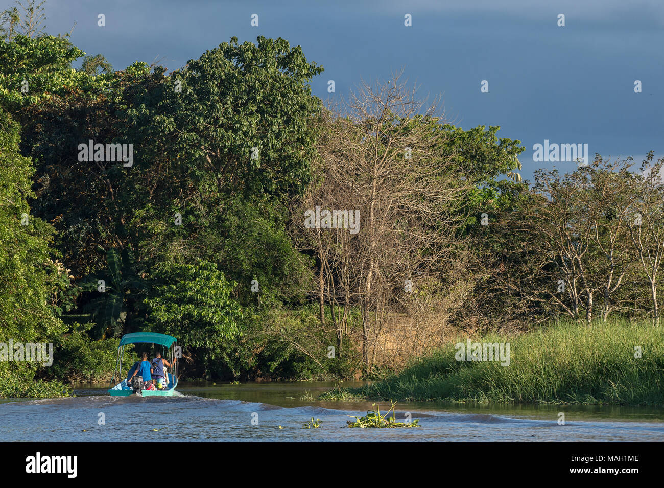 Sierpe wildlife hi-res stock photography and images - Alamy
