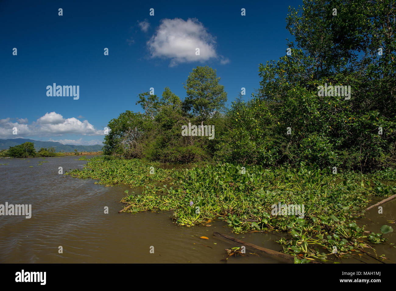 Sierpe River, Sierpe, Costa Rica, Centroamerica Stock Photo - Alamy