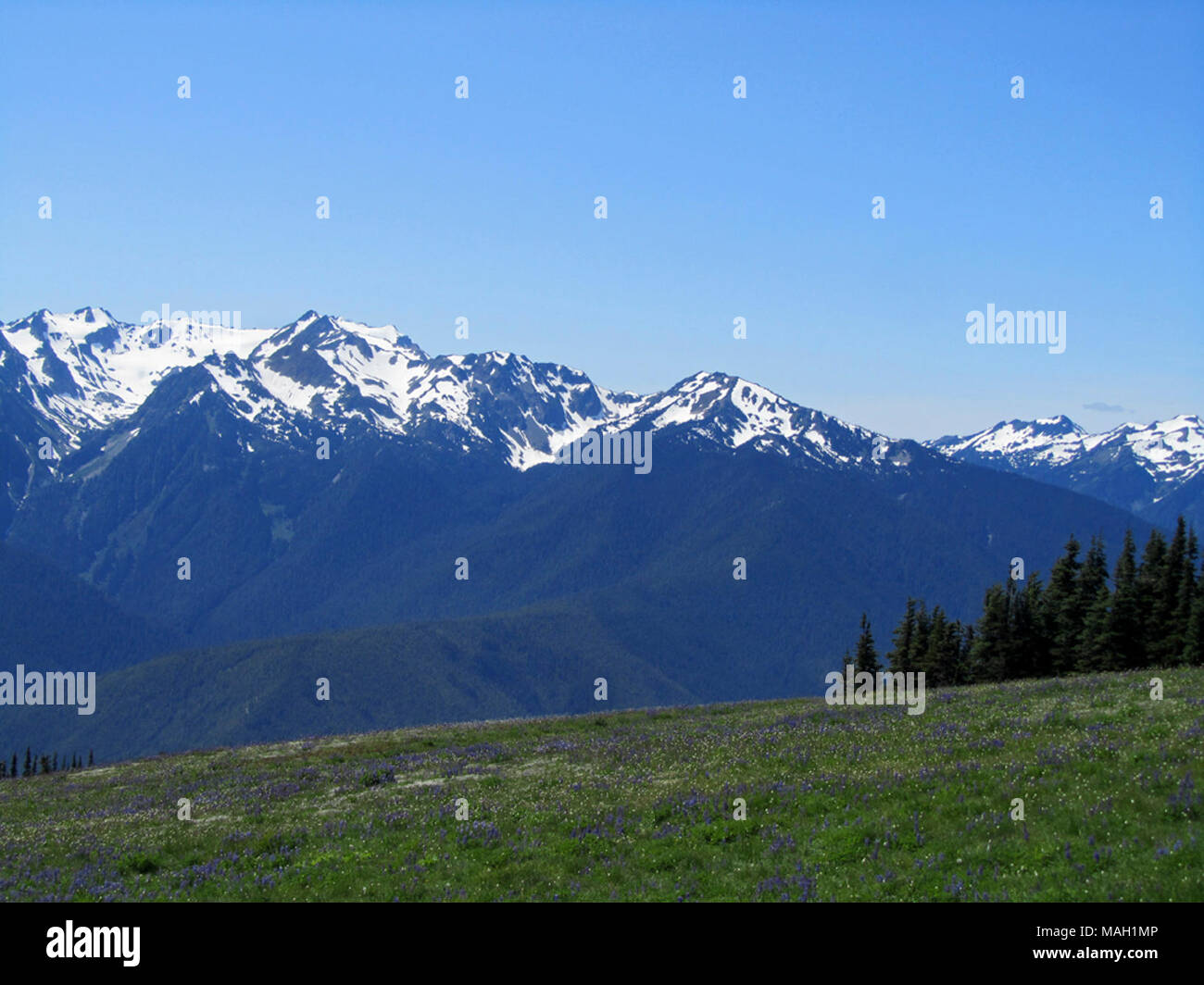 Hurricane Ridge at Olympic NP in WA Stock Photo - Alamy