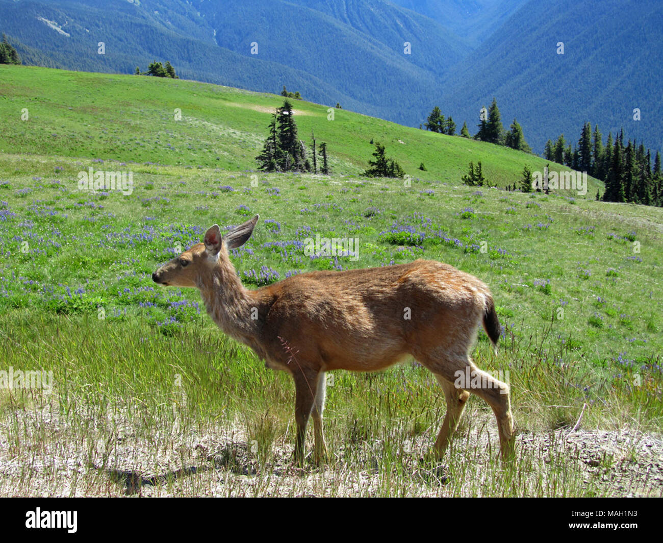 Deer at Hurricane Ridge at Olympic NP in WA Stock Photo - Alamy