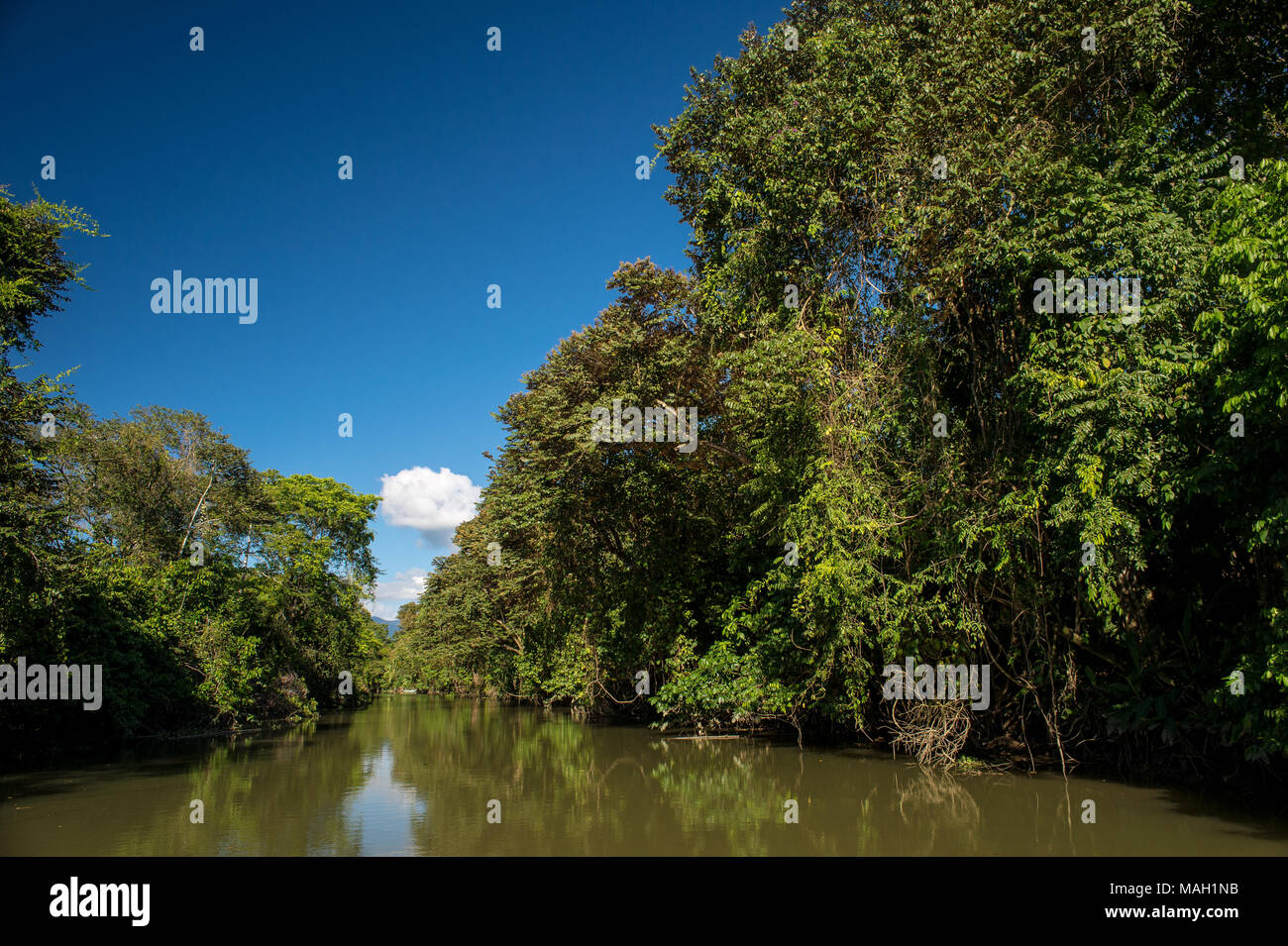 Sierpe wildlife hi-res stock photography and images - Alamy