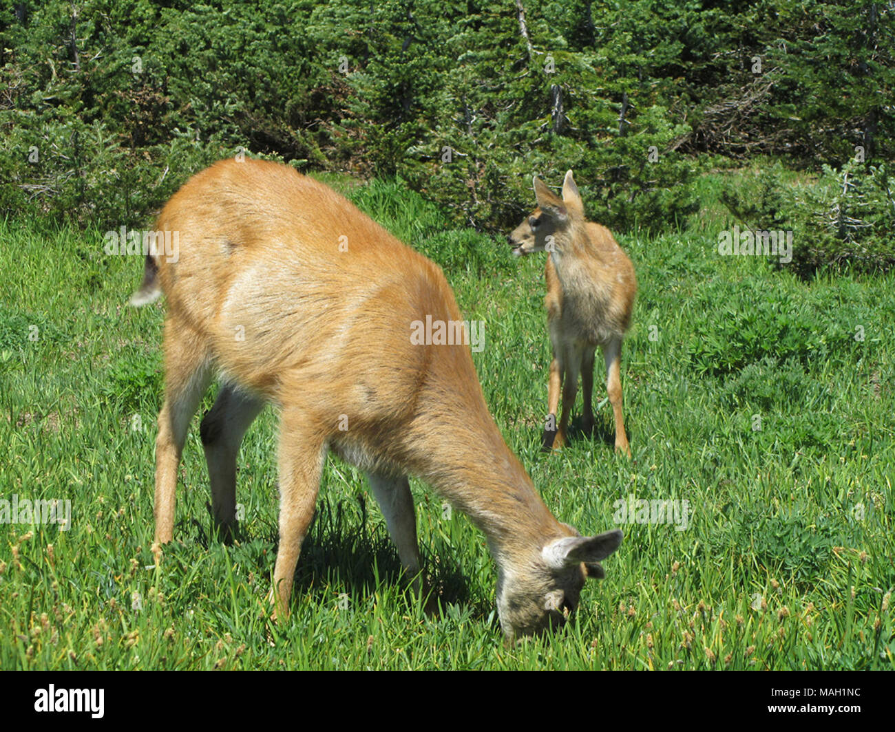 Deer at Hurricane Ridge at Olympic NP in WA Stock Photo - Alamy