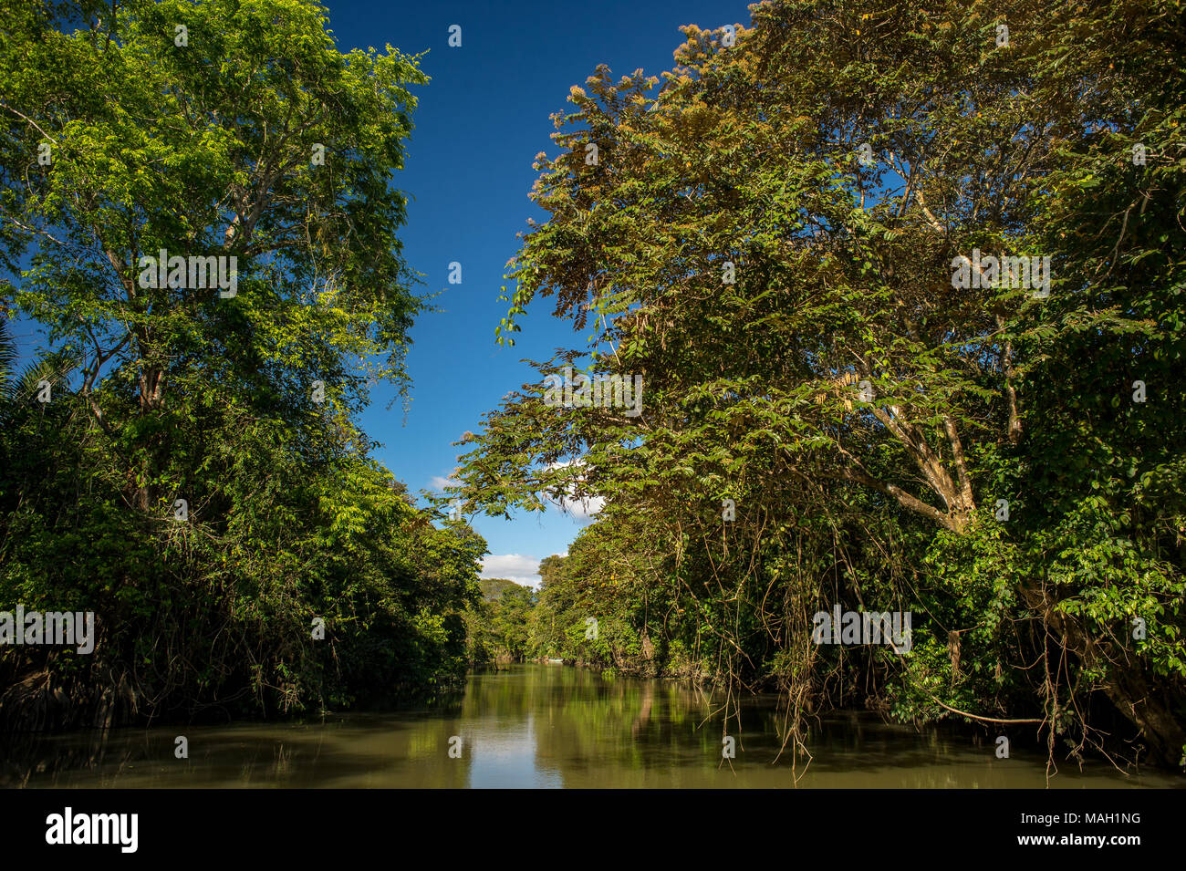 Sierpe River, Sierpe, Costa Rica, Centroamerica Stock Photo - Alamy