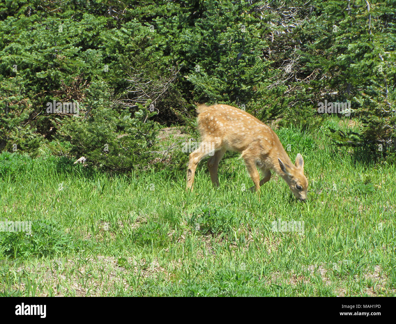 Deer at Hurricane Ridge at Olympic NP in WA Stock Photo - Alamy