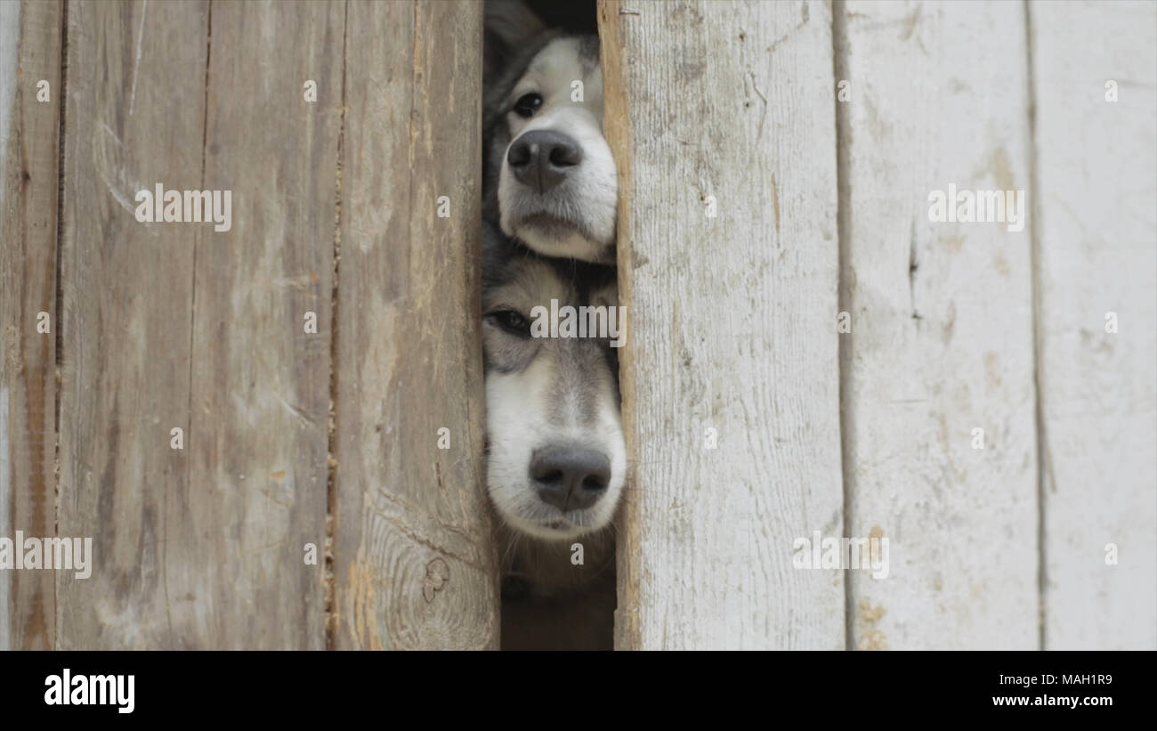 Dog with its nose through a fence hi-res stock photography and images ...