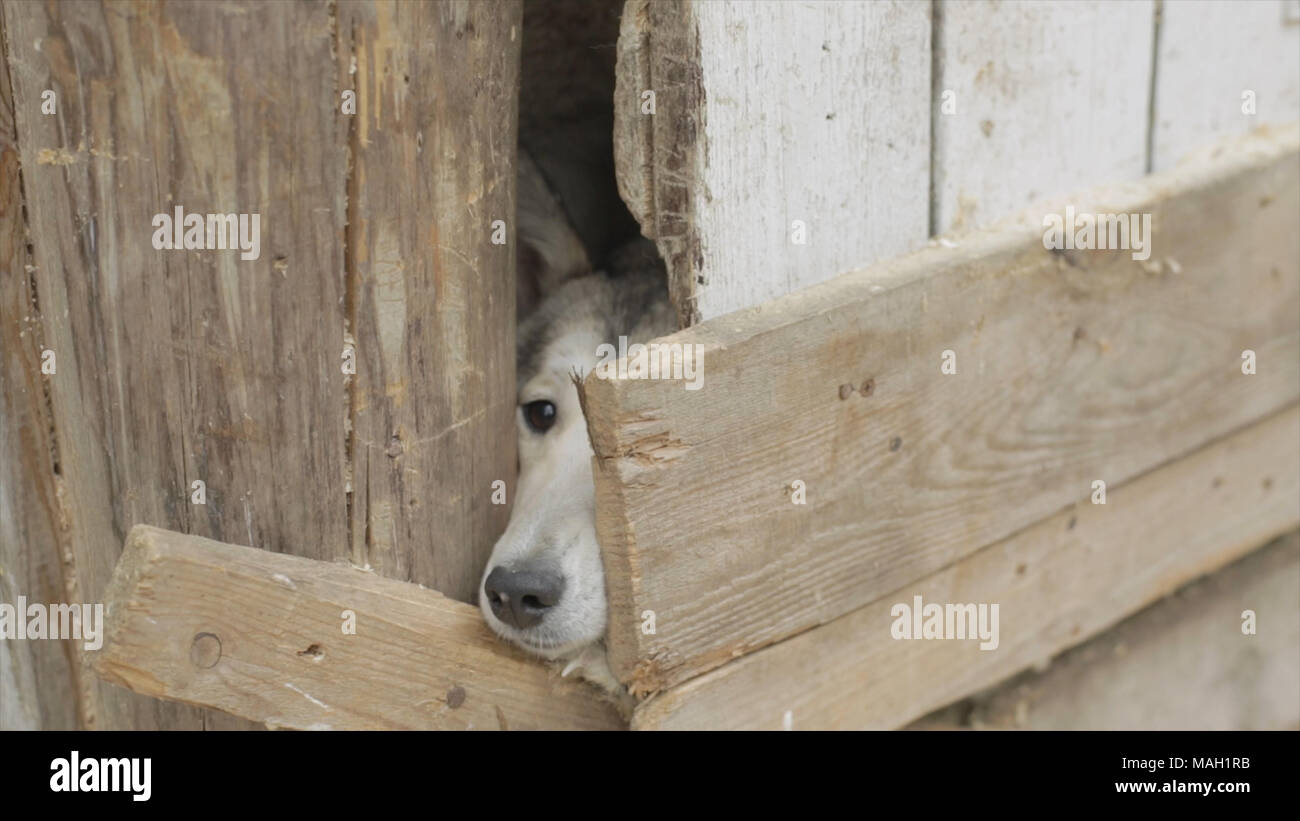 Pet dog hound dogs through fence hi-res stock photography and images ...