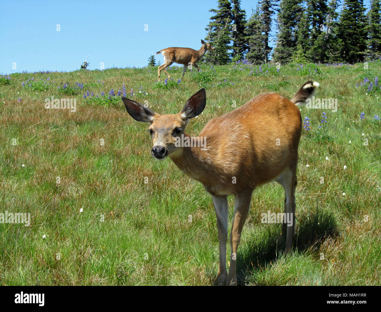 Deer at Hurricane Ridge at Olympic NP in WA Stock Photo - Alamy