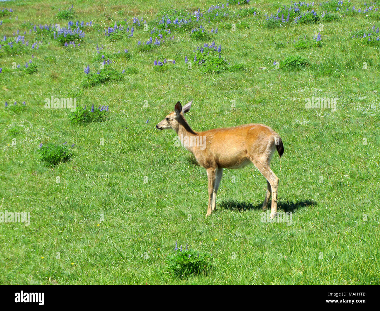 Deer at Hurricane Ridge at Olympic NP in WA Stock Photo - Alamy