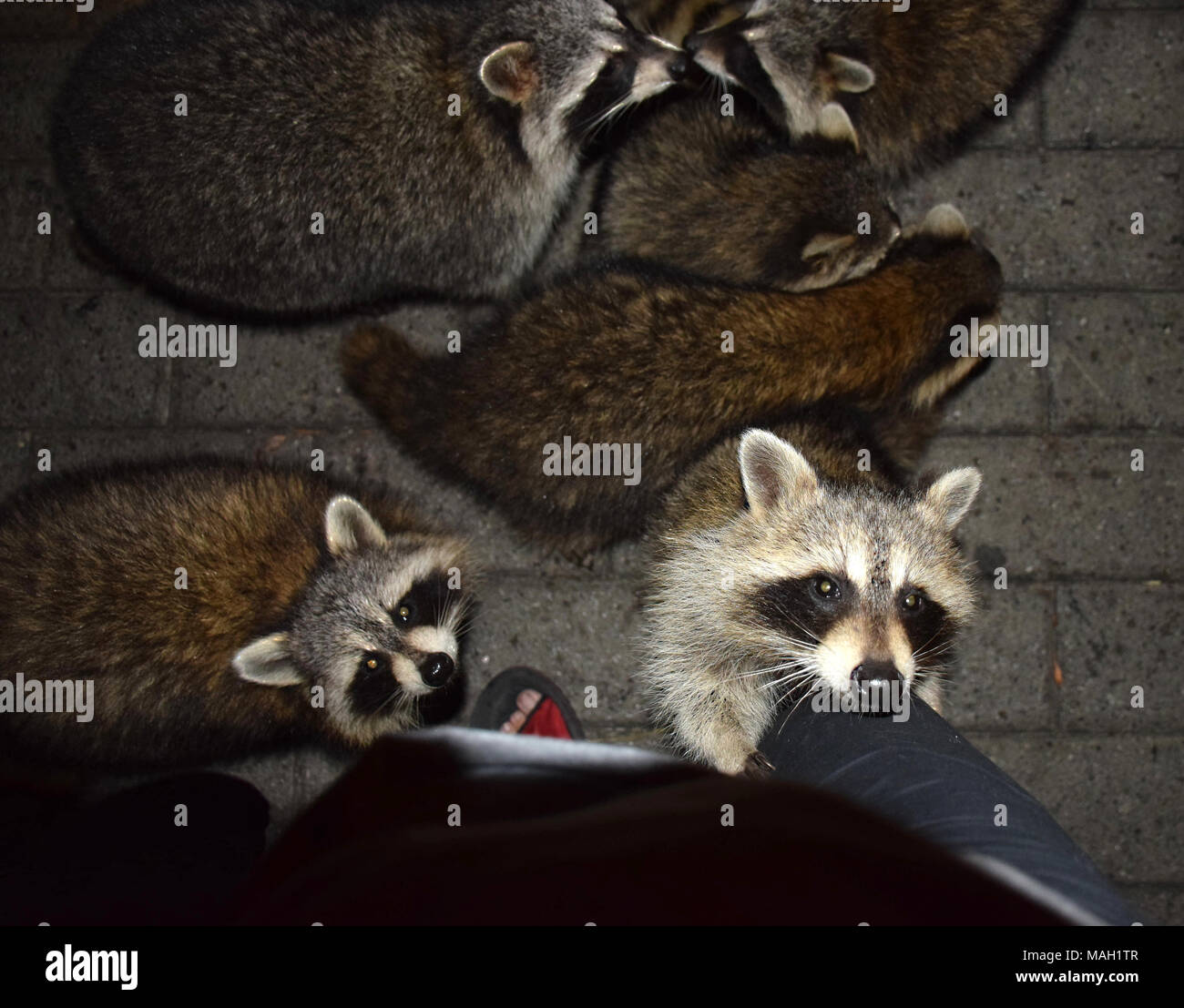 Raccoons who live and thrive in an urban area Stock Photo - Alamy