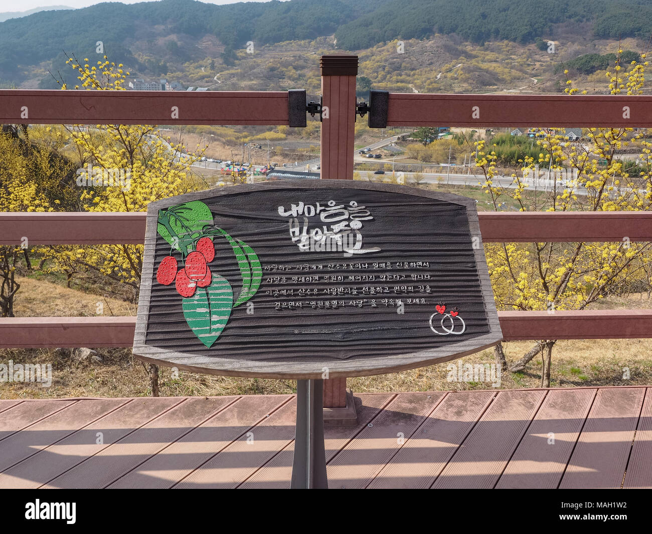 Gurye, South Korea - March 26, 2018 : Scenery of Cornus officinalis ...