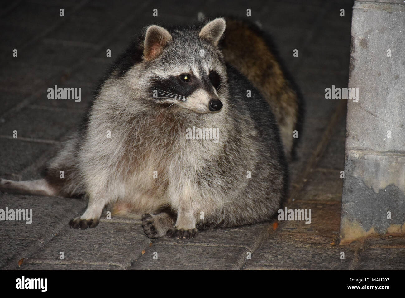Raccoons who live and thrive in an urban area Stock Photo - Alamy