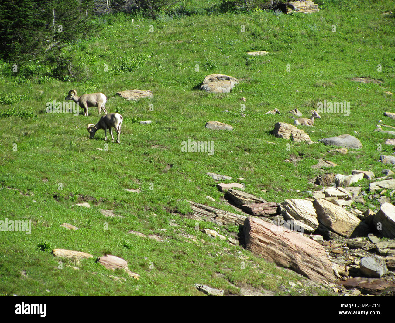 Bighorn Sheep at Glacier NP in Montana Stock Photo - Alamy