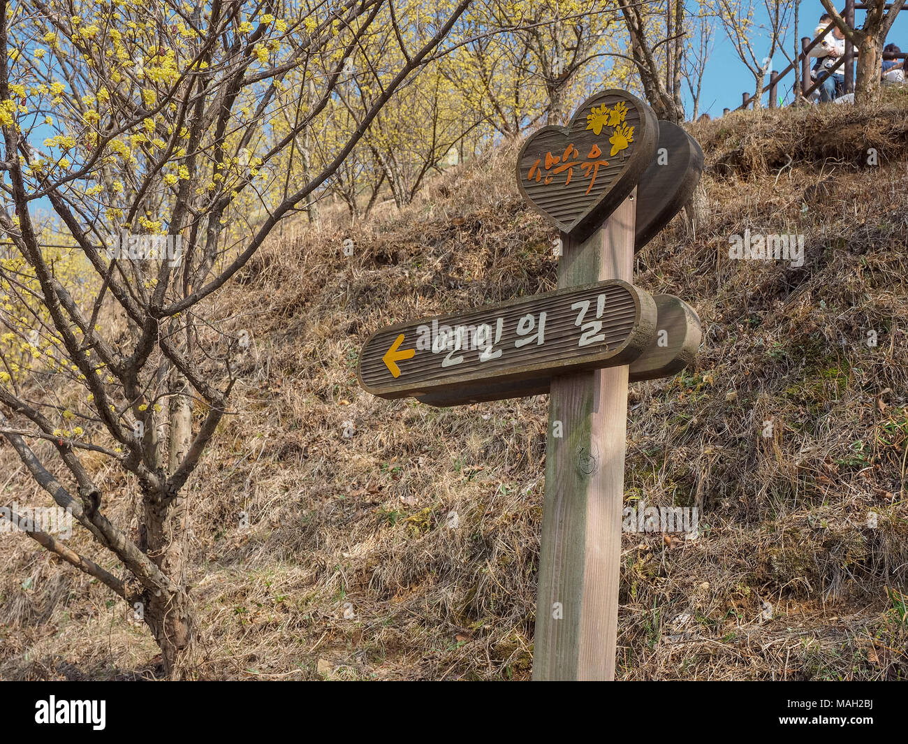 Gurye, South Korea - March 26, 2018 : Scenery of Cornus officinalis ...