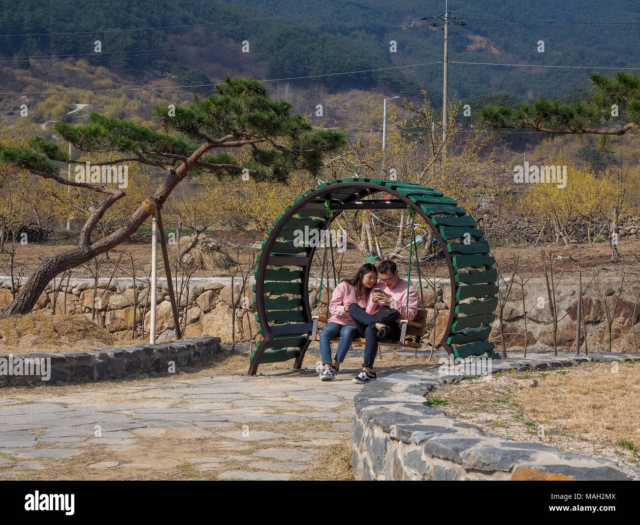 Gurye, South Korea - March 26, 2018 : Scenery of Cornus officinalis ...