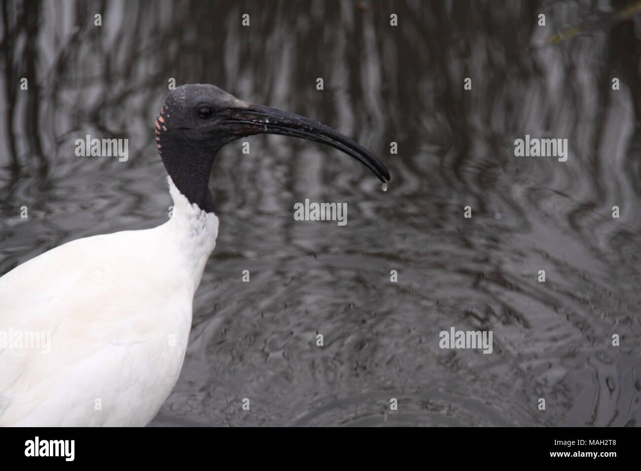 Australian Native Wading Bird High Resolution Stock Photography and ...