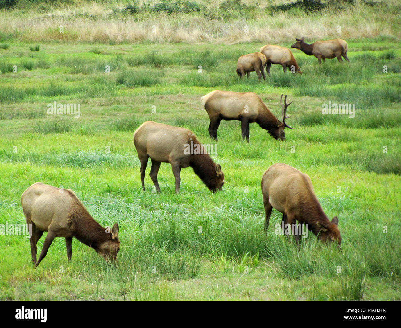 Elk Herd near Pacific Coast In Oregon Stock Photo - Alamy