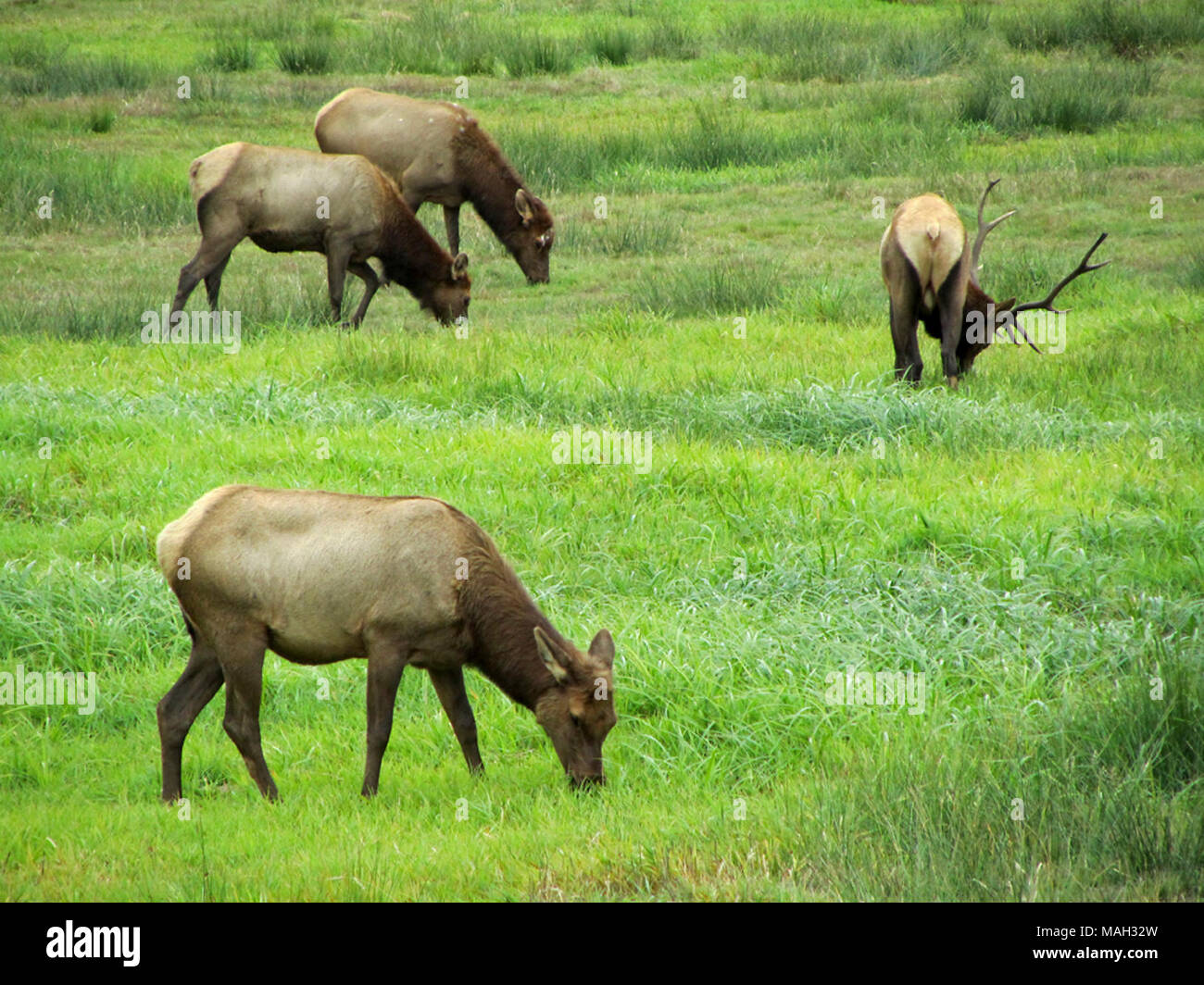 Elk Herd near Pacific Coast In Oregon Stock Photo - Alamy