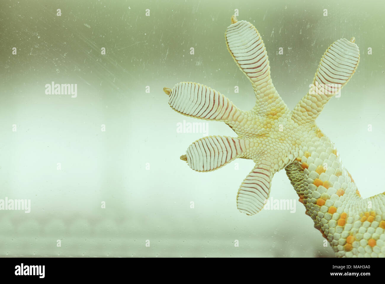 Tokay gecko gekko gecko foot hi-res stock photography and images - Alamy