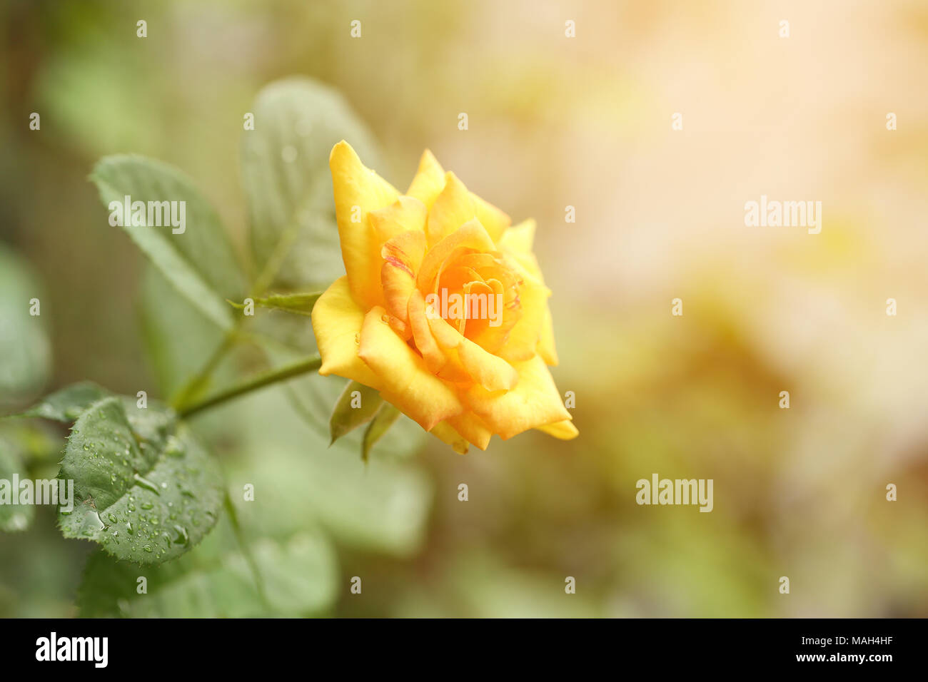 single yellow rose Stock Photo - Alamy