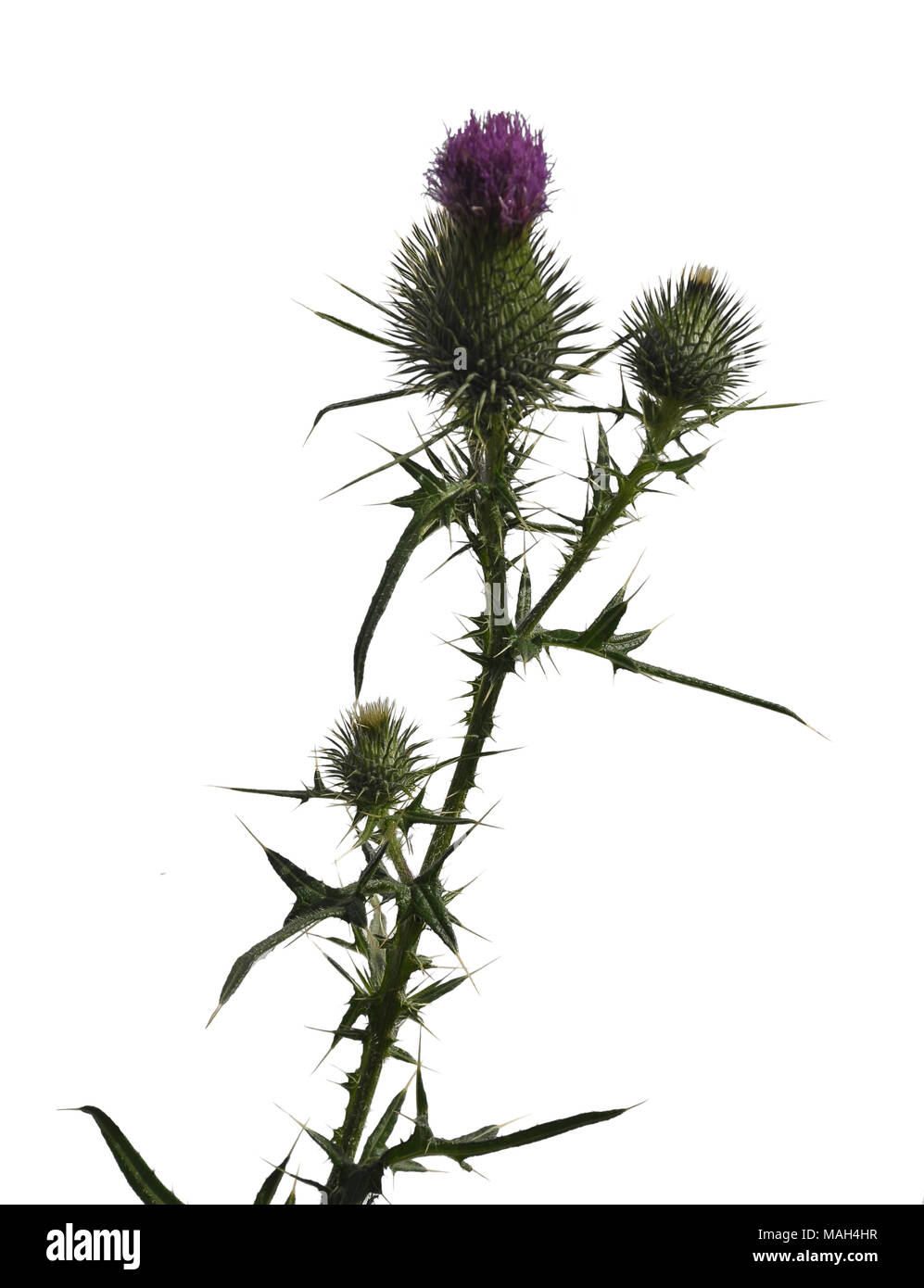 Common thistle isolated on white Stock Photo - Alamy