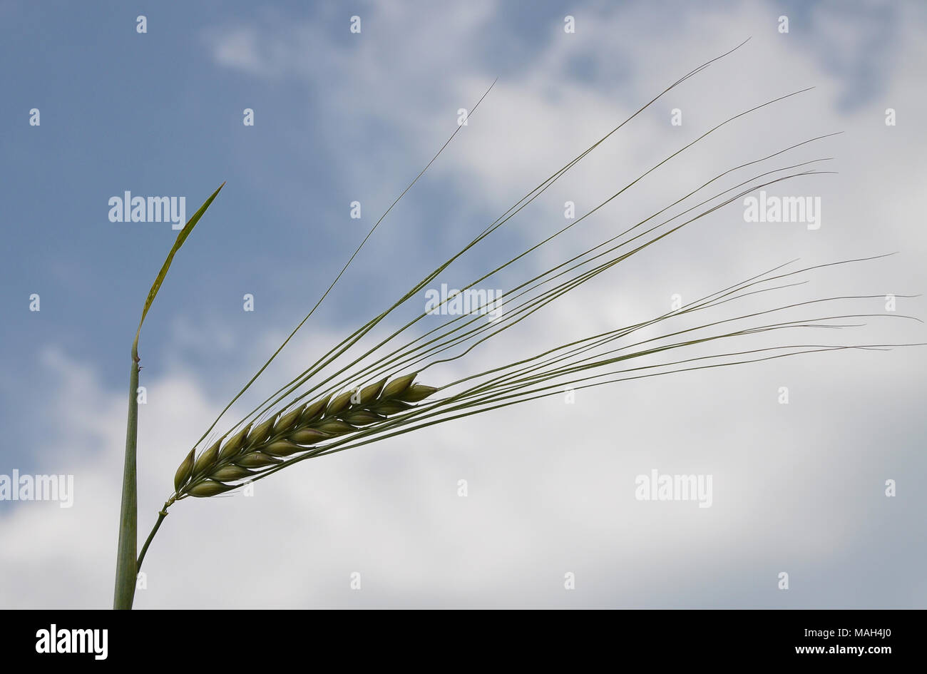 Barley awn in front of sky Stock Photo - Alamy