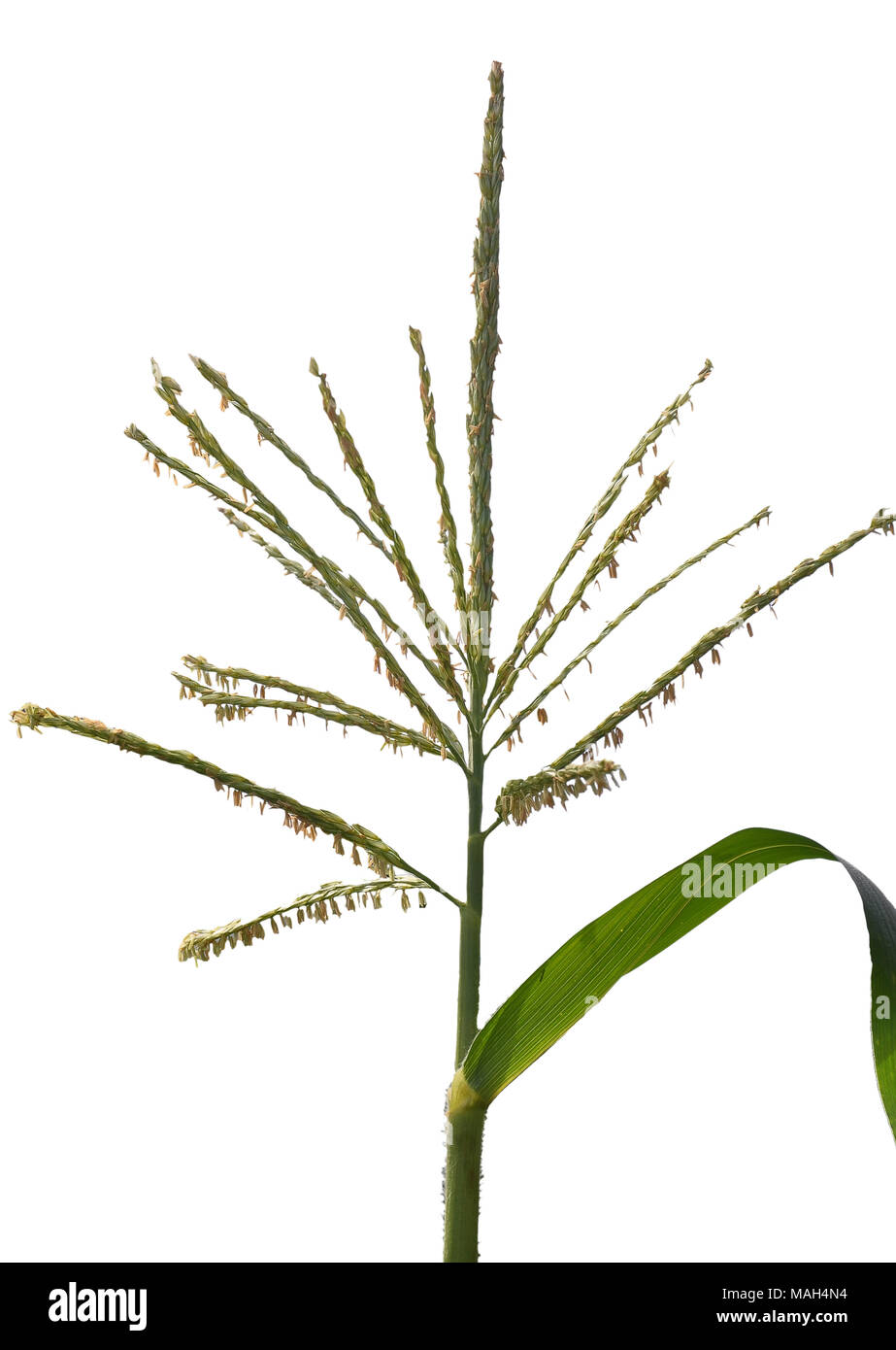 Male flower of maize isolated on white Stock Photo - Alamy