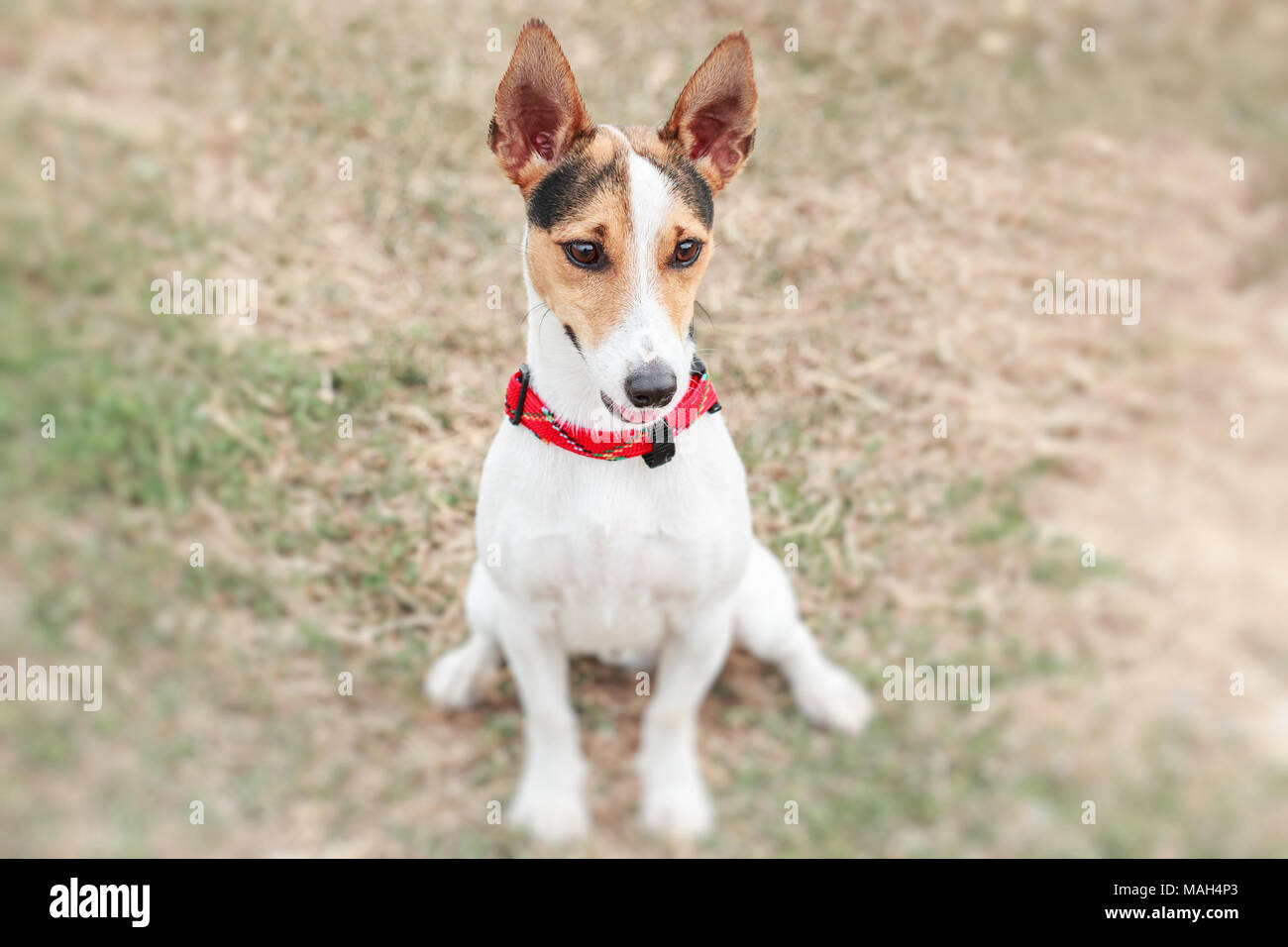 Jack russell dog sit in the park Stock Photo - Alamy