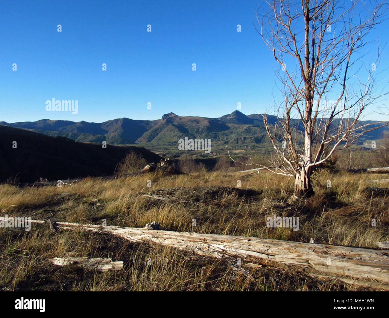 Coldwater Lake Loop Trail in WA Stock Photo - Alamy