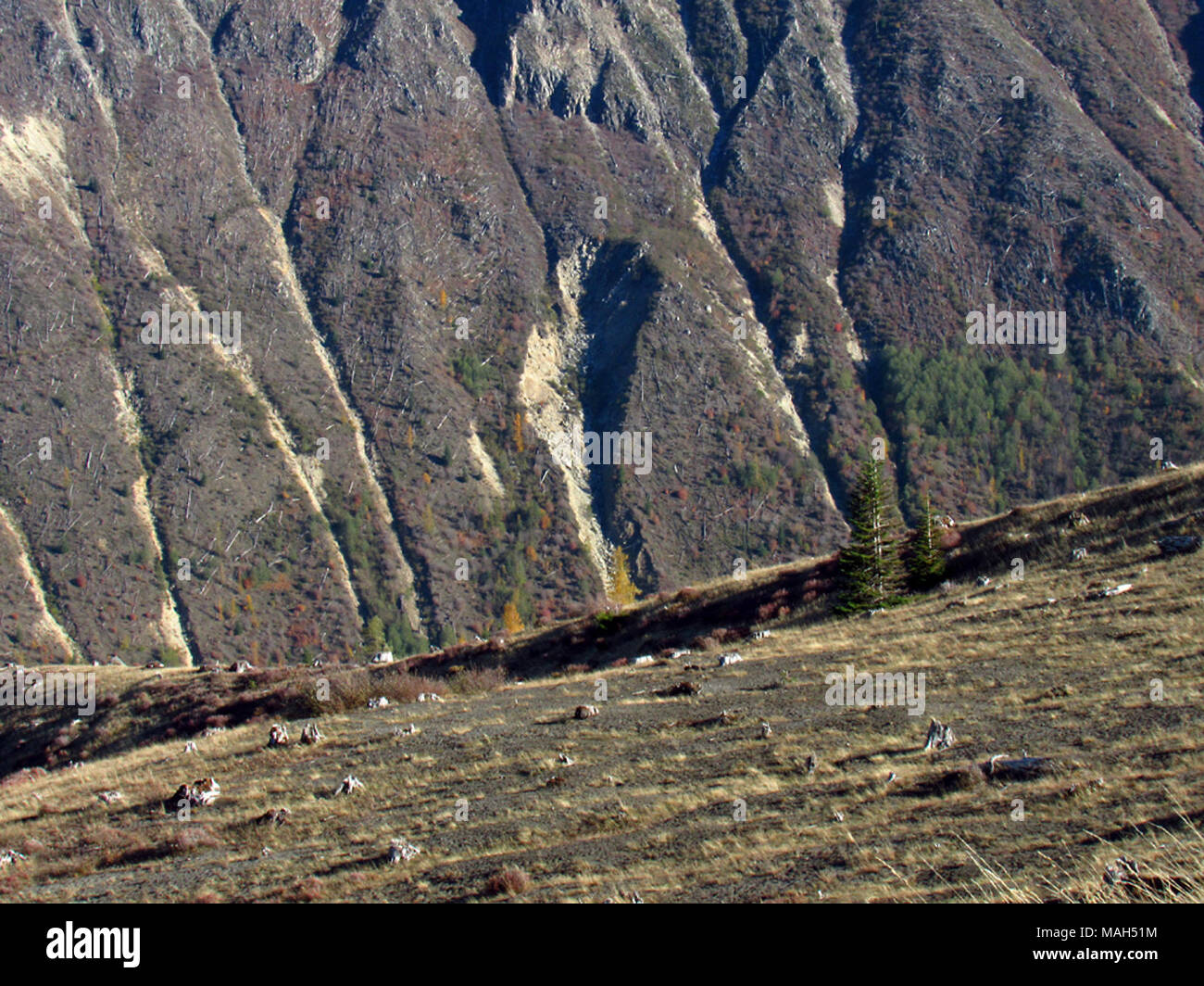 Coldwater Lake Loop Trail in WA Stock Photo - Alamy